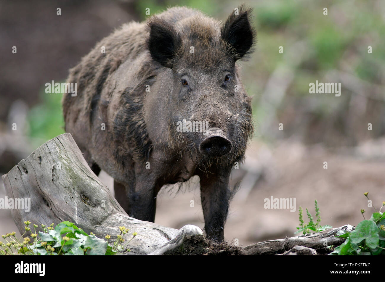 Wild Boar (Sus scrofa) Sanglier Stock Photo - Alamy