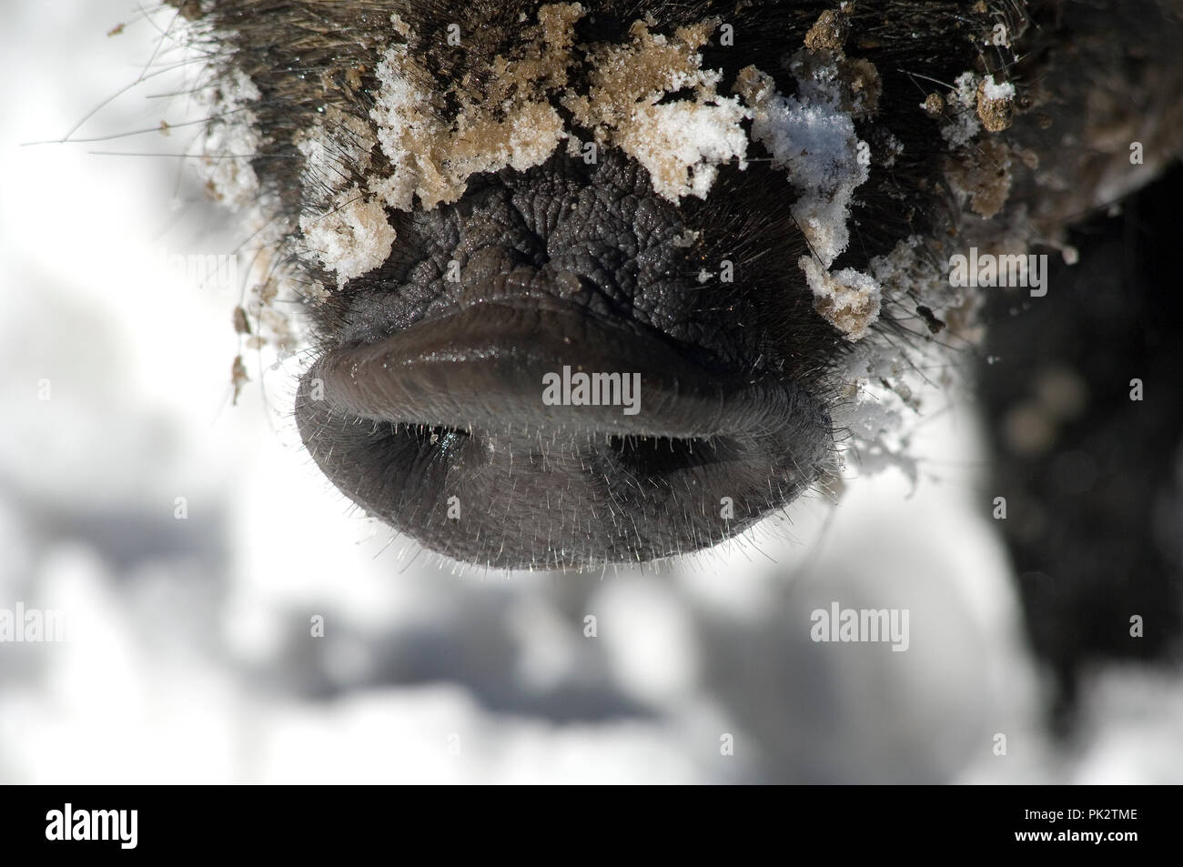 Wild Boar - snout (Sus Scrofa) Sanglier - groin Stock Photo - Alamy
