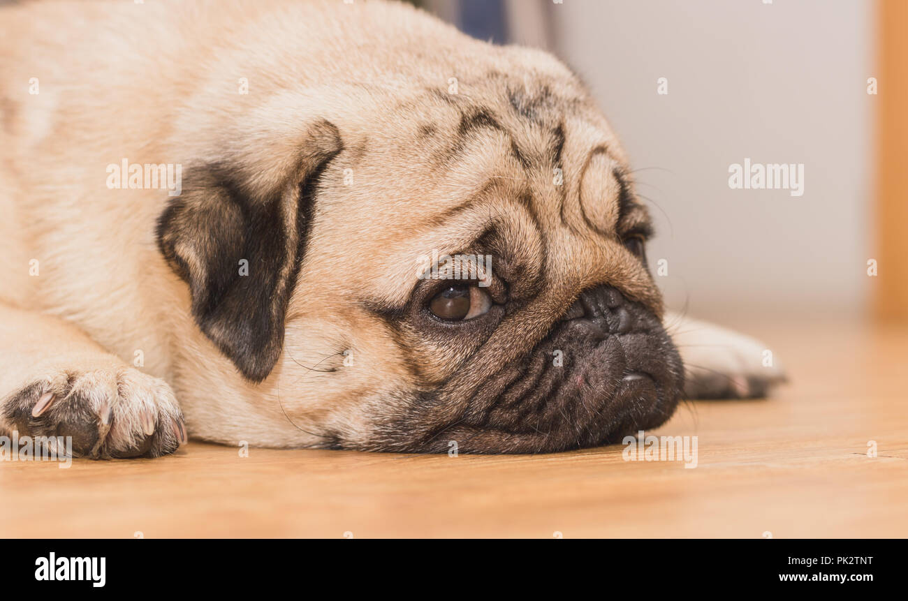 Close-up face of Cute pug puppy dog sleeping. It is hoped the boss will ...