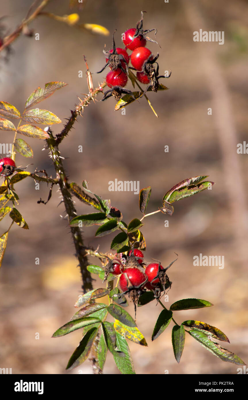 Rose hips australia hi-res stock photography and images - Alamy