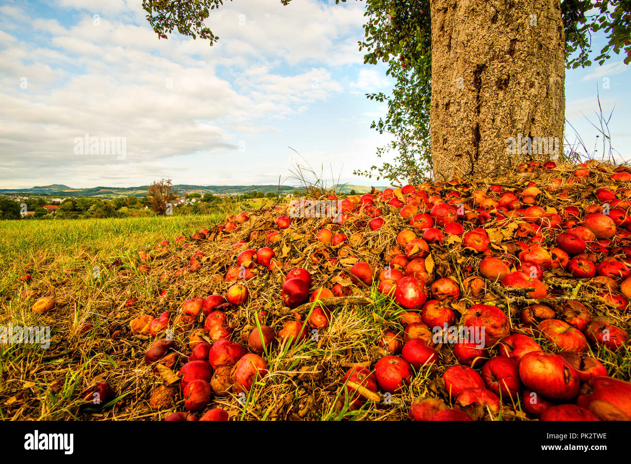 heap of apples at a tree trunk with landscape Stock Photo - Alamy