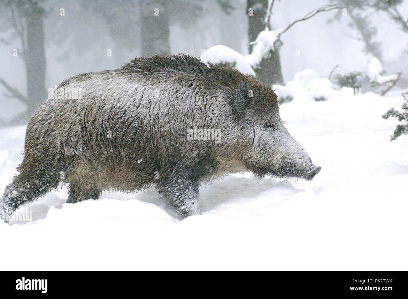 Sanglier hi-res stock photography and images - Alamy