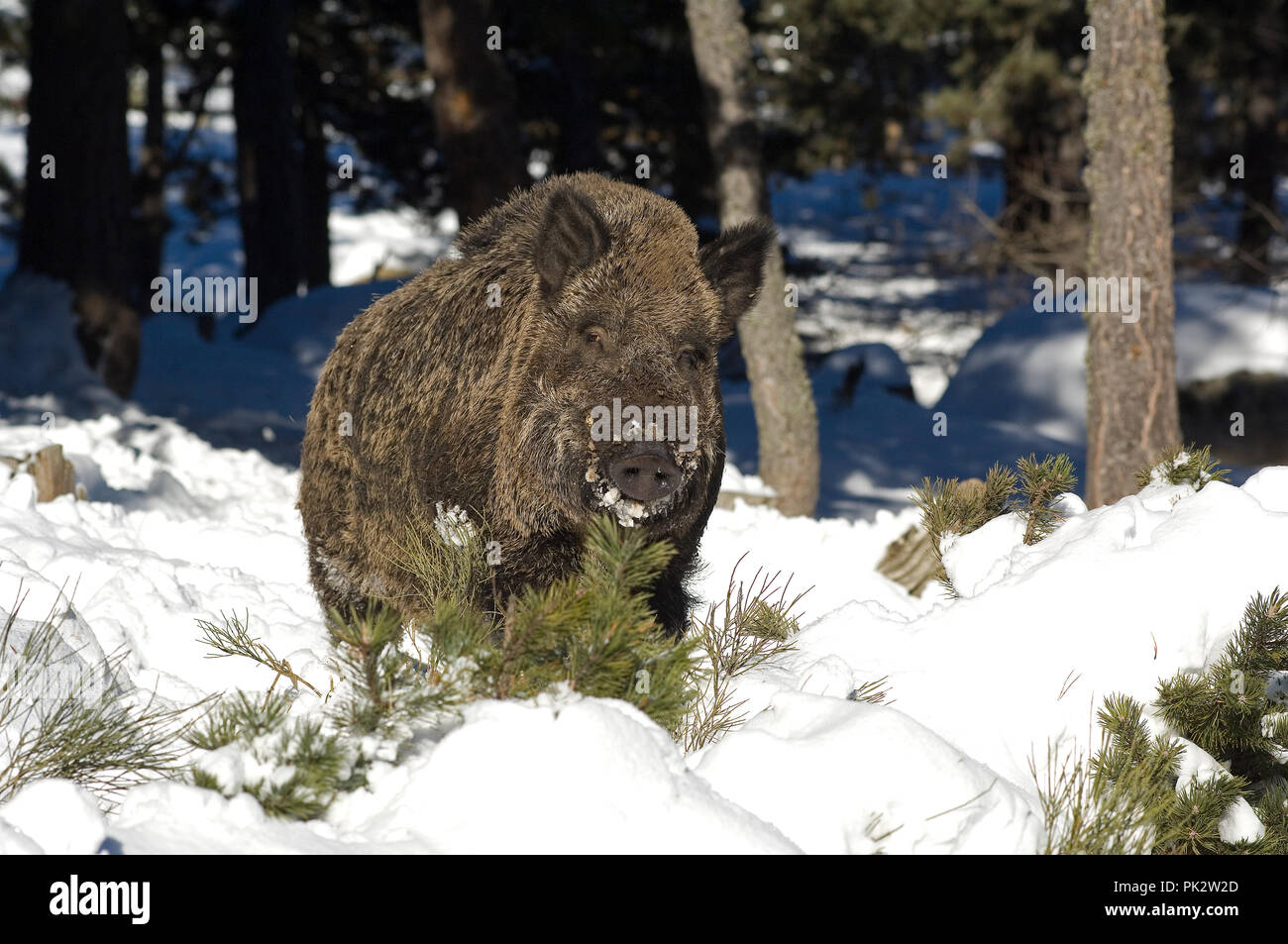 Wild Boar (Sus scrofa) in winter Sanglier Stock Photo - Alamy