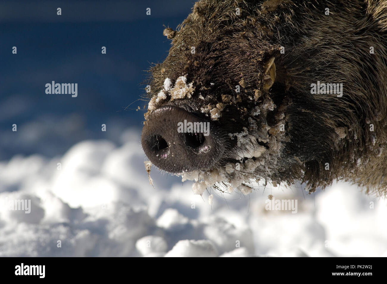 Wild Boar - snout (Sus Scrofa) Sanglier - groin Stock Photo - Alamy