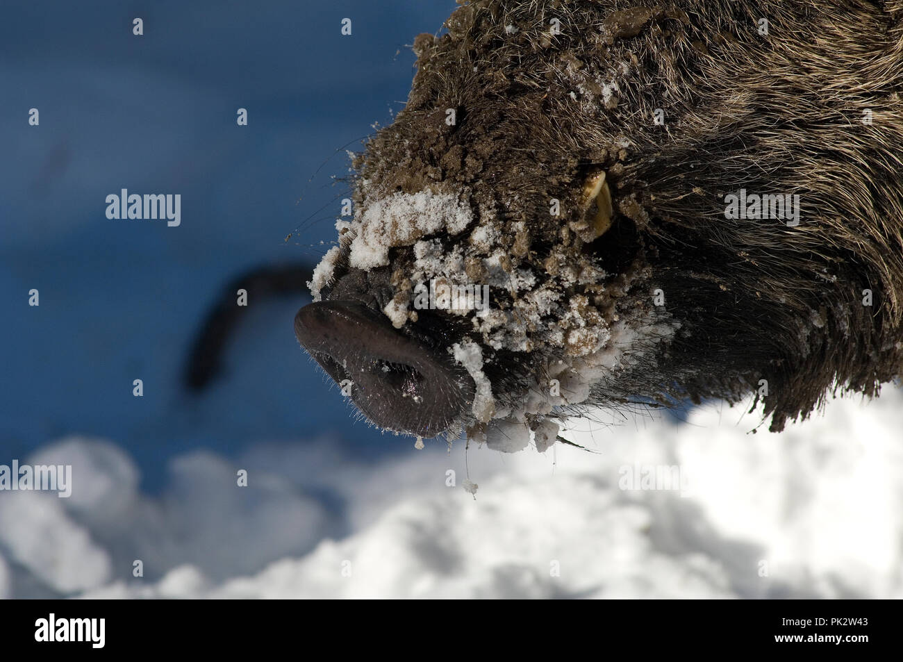 Wild Boar - snout (Sus Scrofa) Sanglier - groin Stock Photo - Alamy