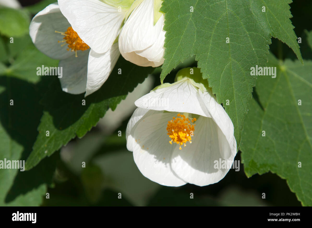 Sydney Australia, white chinese bell flowers Stock Photo - Alamy