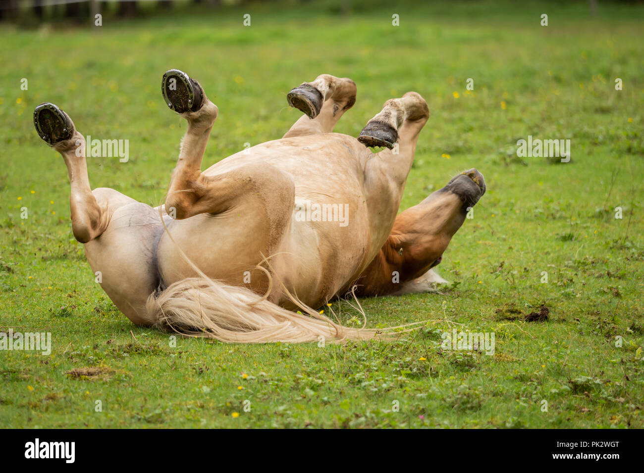 A horse rolls on the green meadow Stock Photo - Alamy