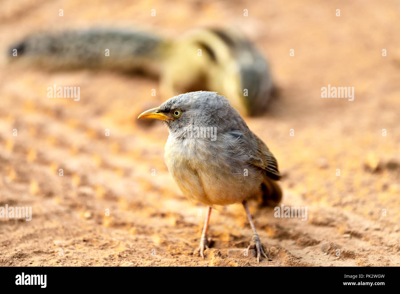 Eye focus bird hi-res stock photography and images - Alamy