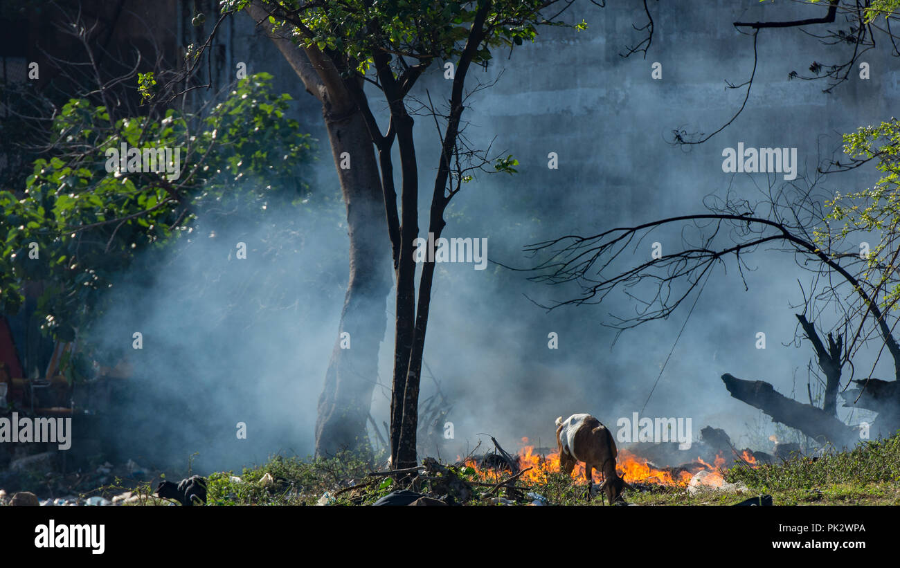 Fire goat hi-res stock photography and images - Alamy