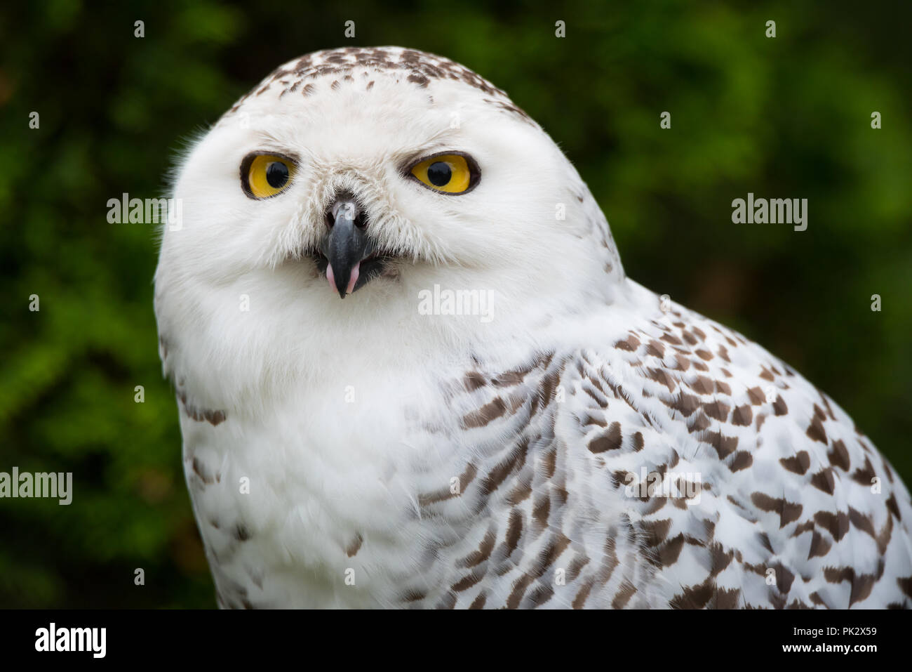 A captive snowy owl sticks her tongue out at a zoo in Toronto, Canada ...