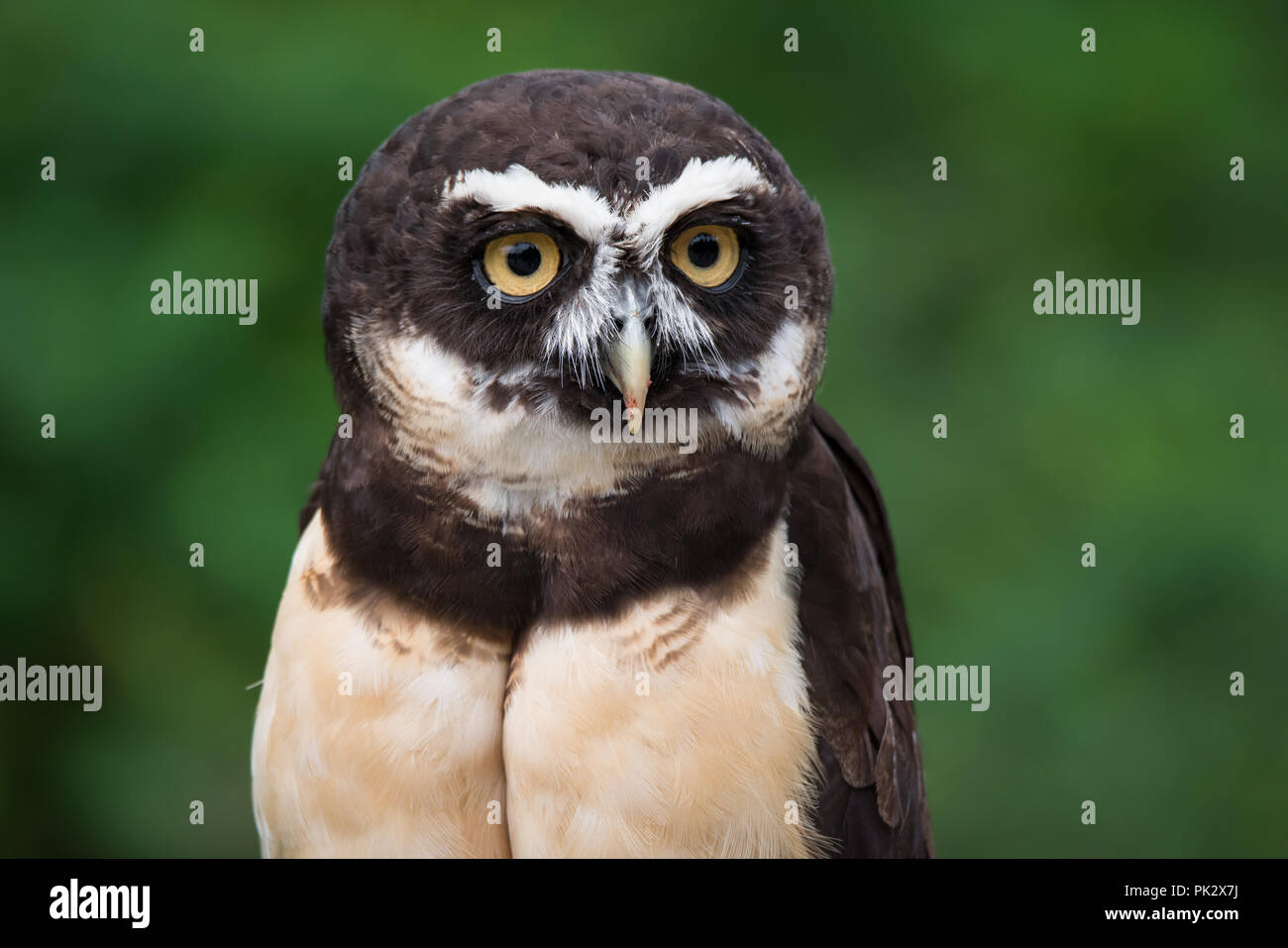 A captive Spectacled Owl at The Toronto Zoo. Spectacled Owls are native ...