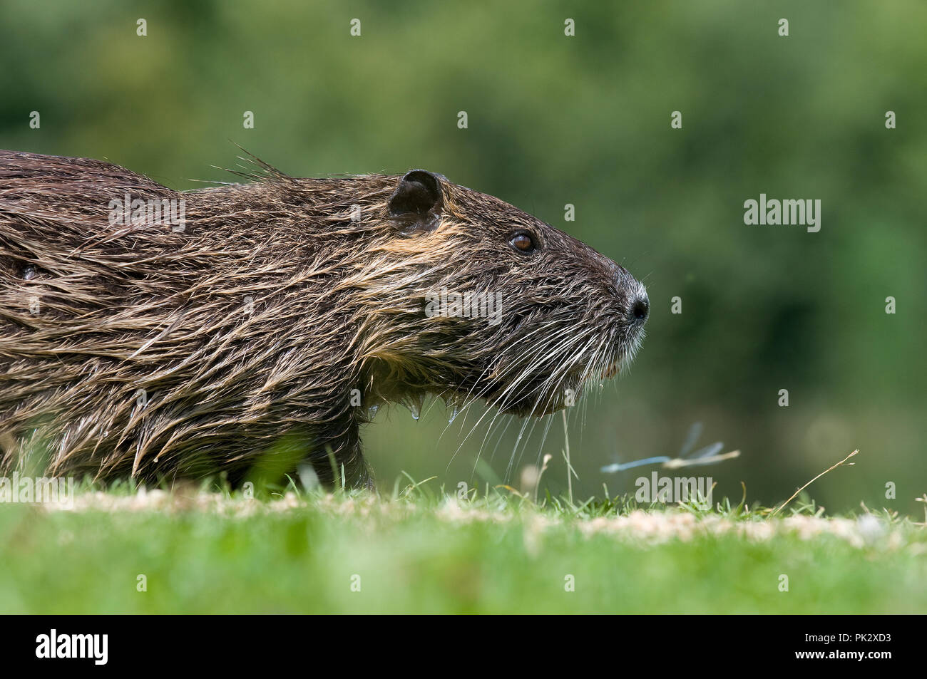 Coypu - Nutria (Myocastor coypus) Ragondin Stock Photo - Alamy