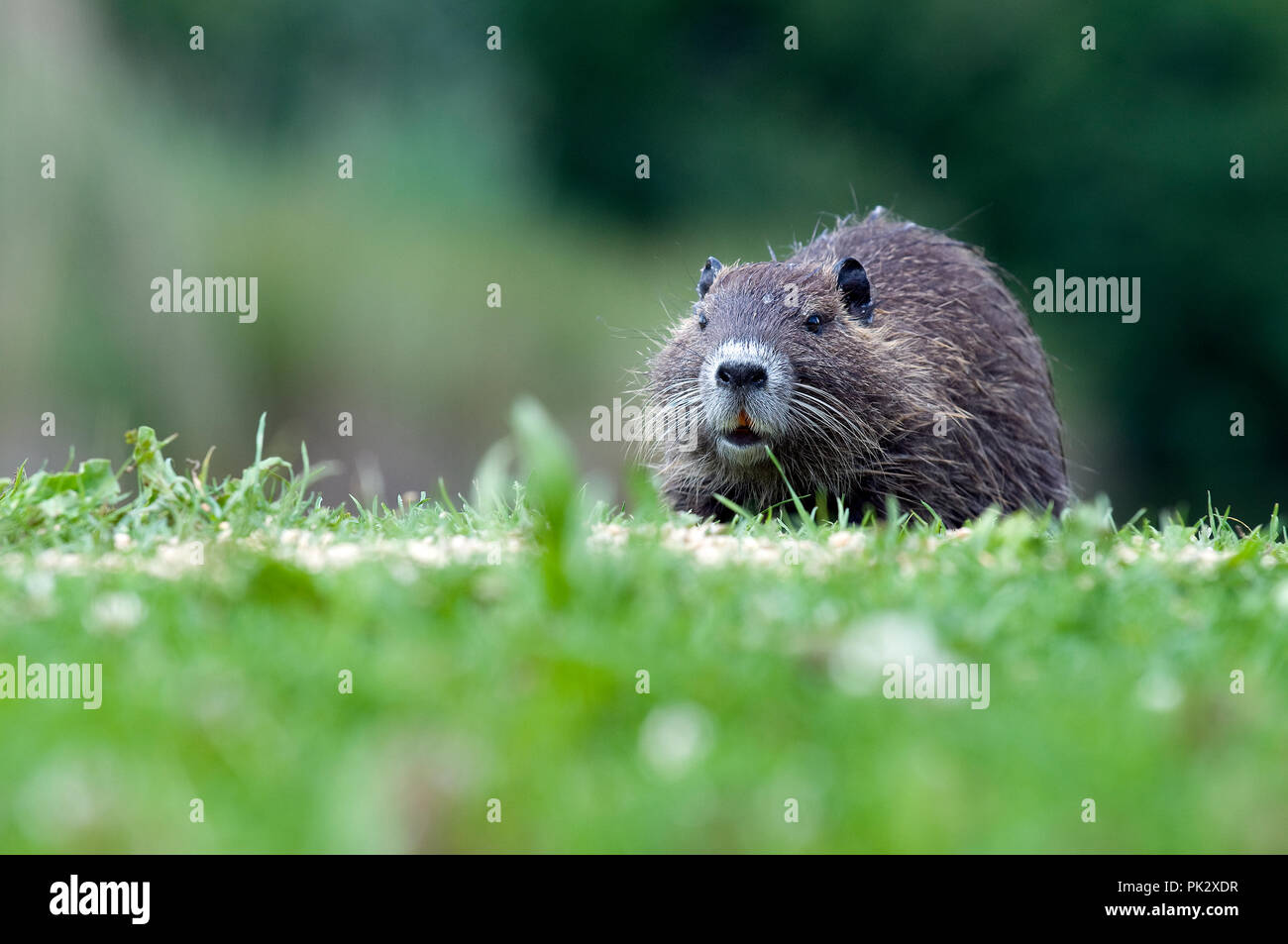 Coypu - Nutria (Myocastor coypus) - Young Ragondin Stock Photo - Alamy