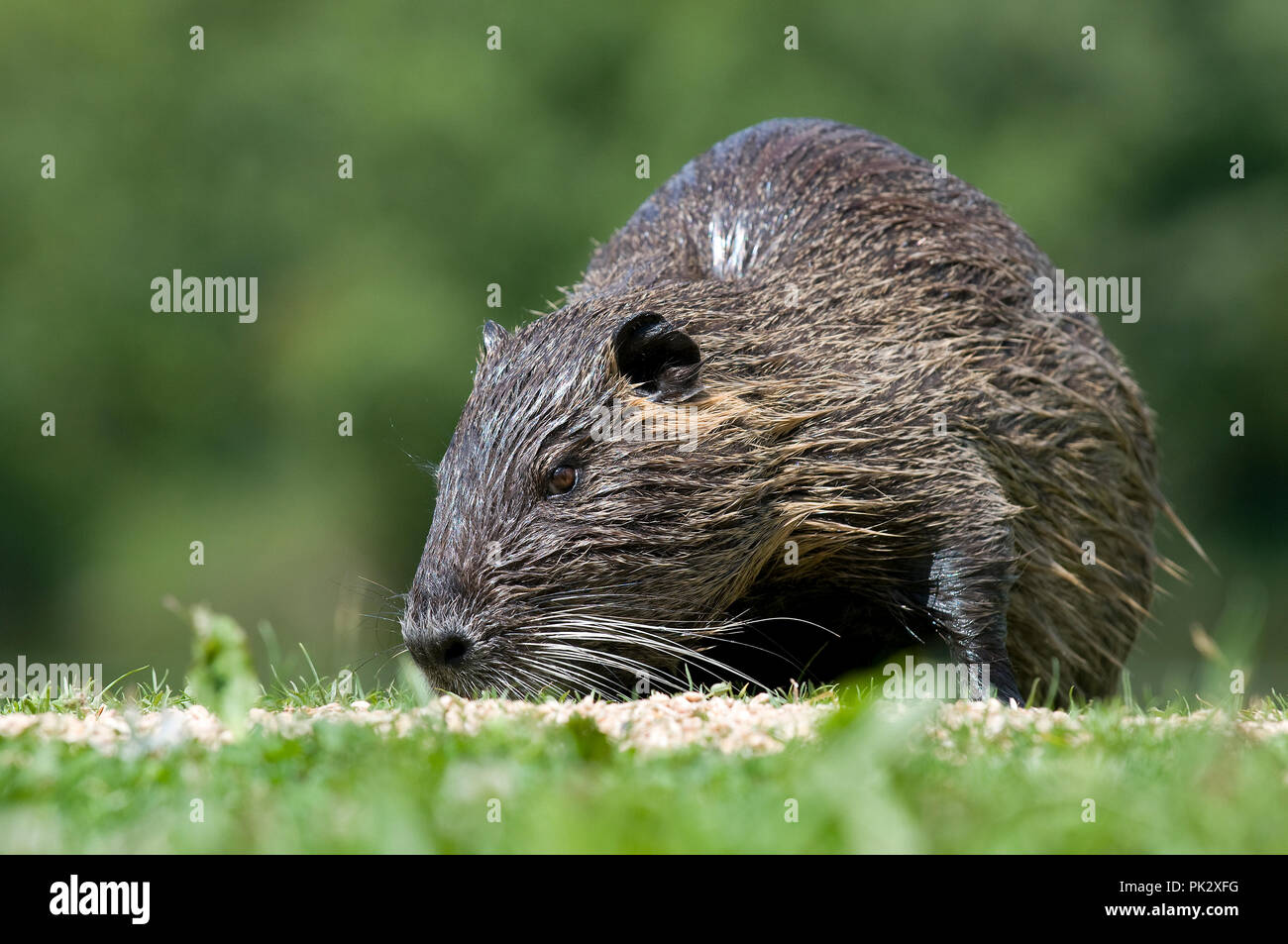 Coypu - Nutria (Myocastor coypus) Ragondin Stock Photo - Alamy