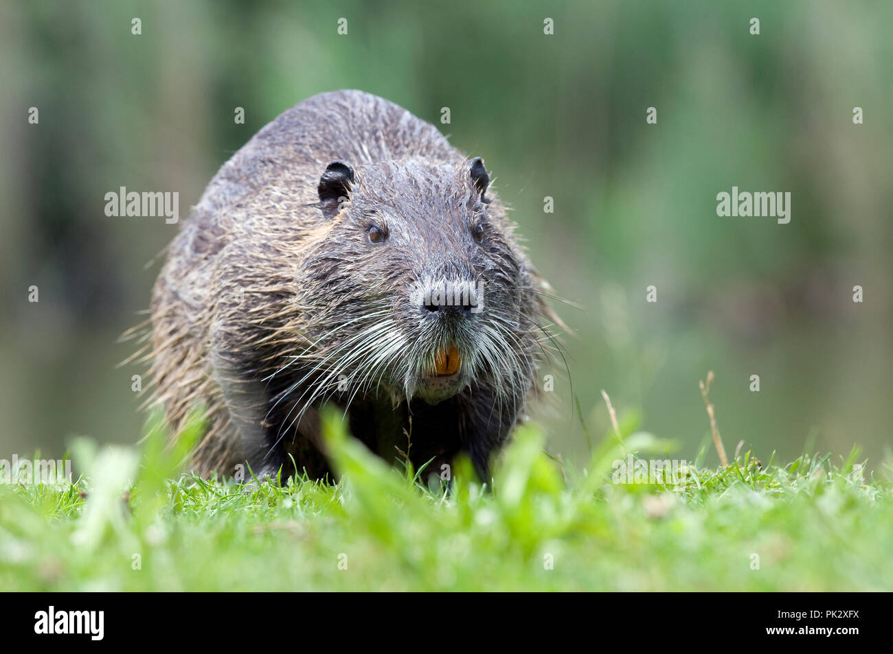 Coypu - Nutria (Myocastor coypus) Ragondin Stock Photo - Alamy