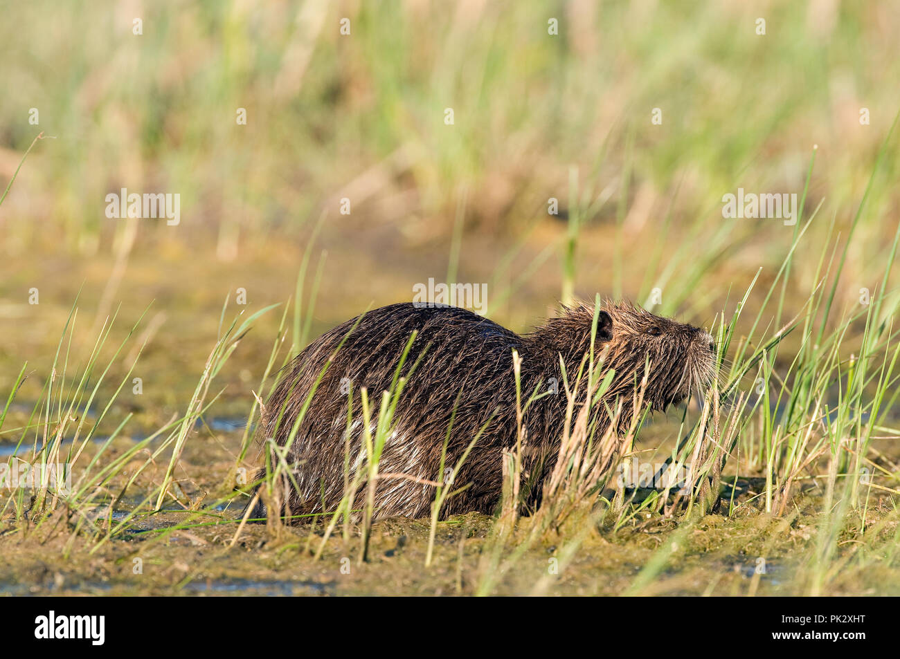 Coypu - Nutria (Myocastor coypus) Ragondin Stock Photo - Alamy