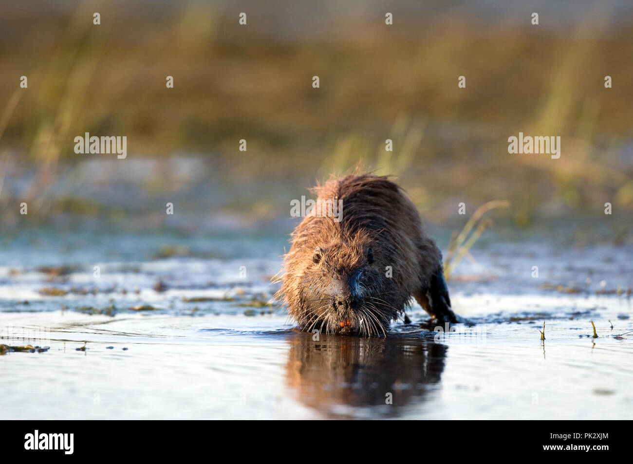 Coypu - Nutria (Myocastor coypus) Ragondin Stock Photo - Alamy