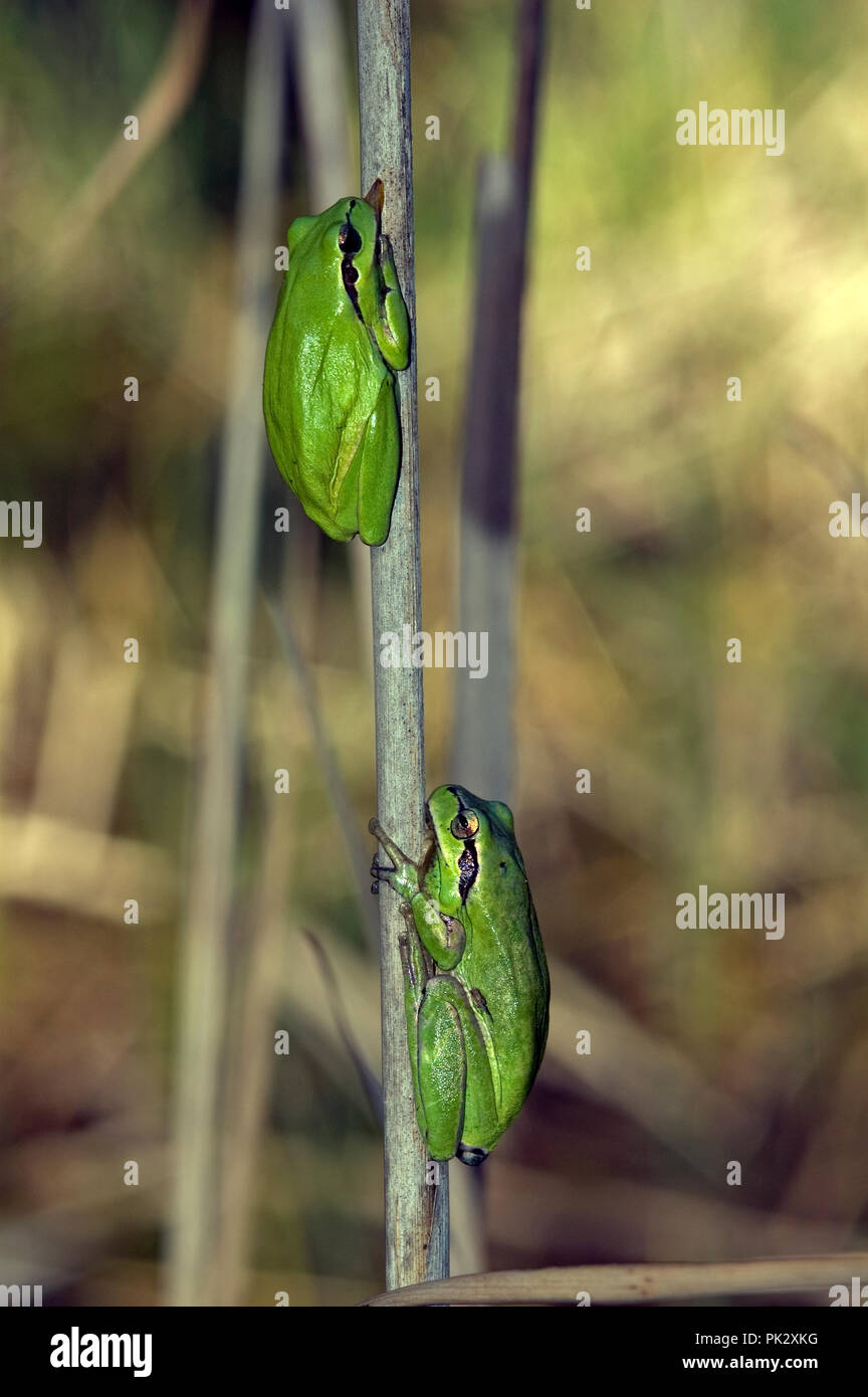 Stripeless Tree Frog (Hyla meridionalis) - Camargue - France Rainette ...