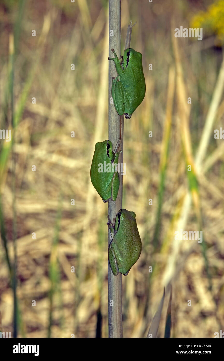 Stripeless Tree Frog (Hyla meridionalis) - Camargue - France Rainette ...
