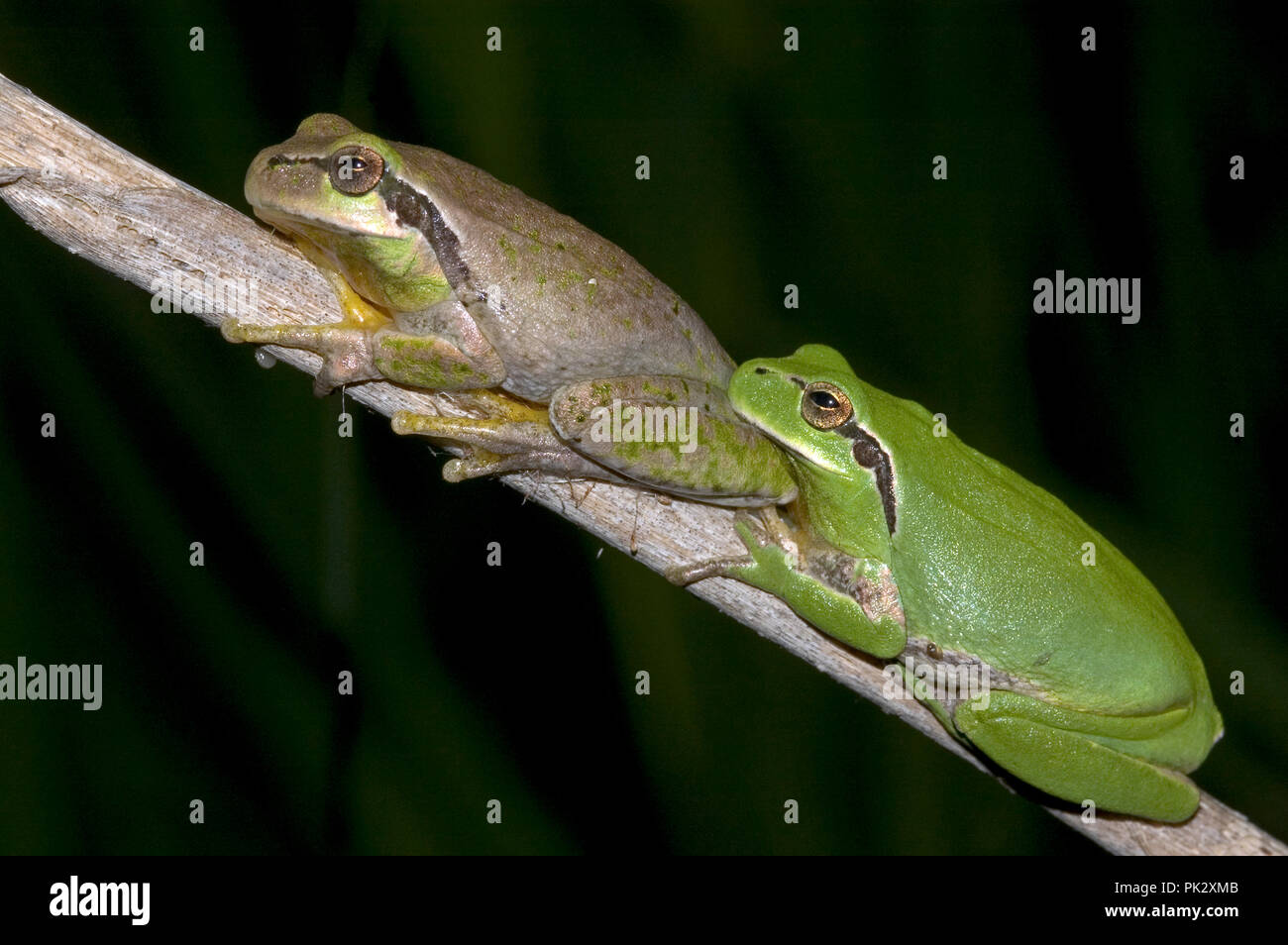 Stripeless Tree Frog (Hyla meridionalis) - Camargue - France Rainette ...