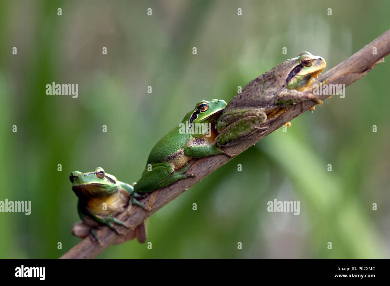 Stripeless Tree Frog (Hyla meridionalis) - Camargue - France Rainette ...