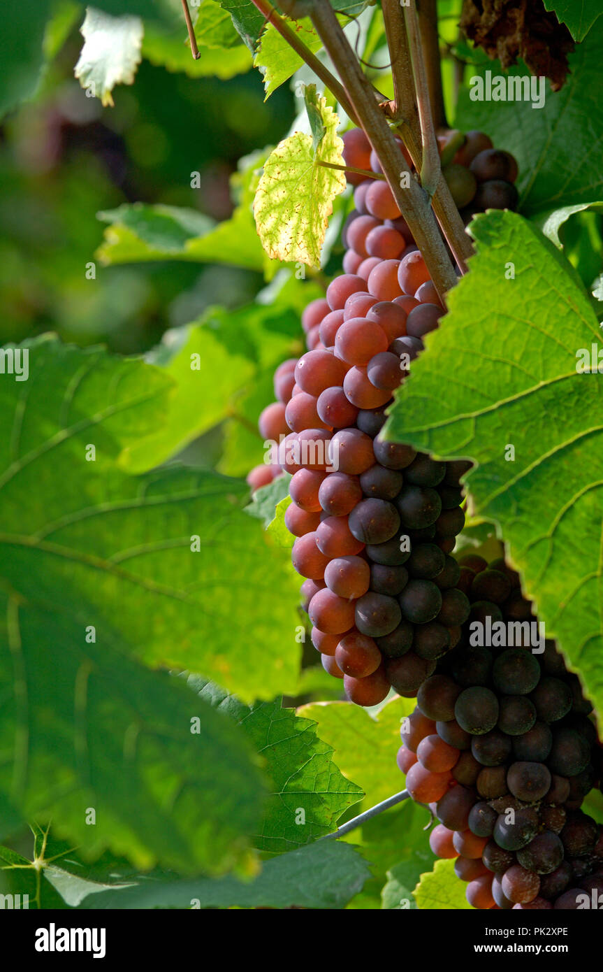 Red Grape (Vitis vinifera) - Alsace - France Raisin noir Stock Photo ...