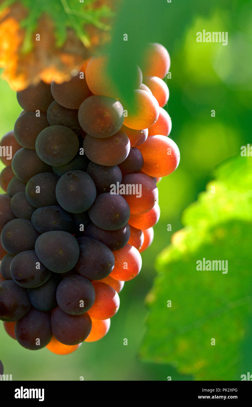 Red Grape (Vitis vinifera) - Alsace - France Raisin noir Stock Photo ...