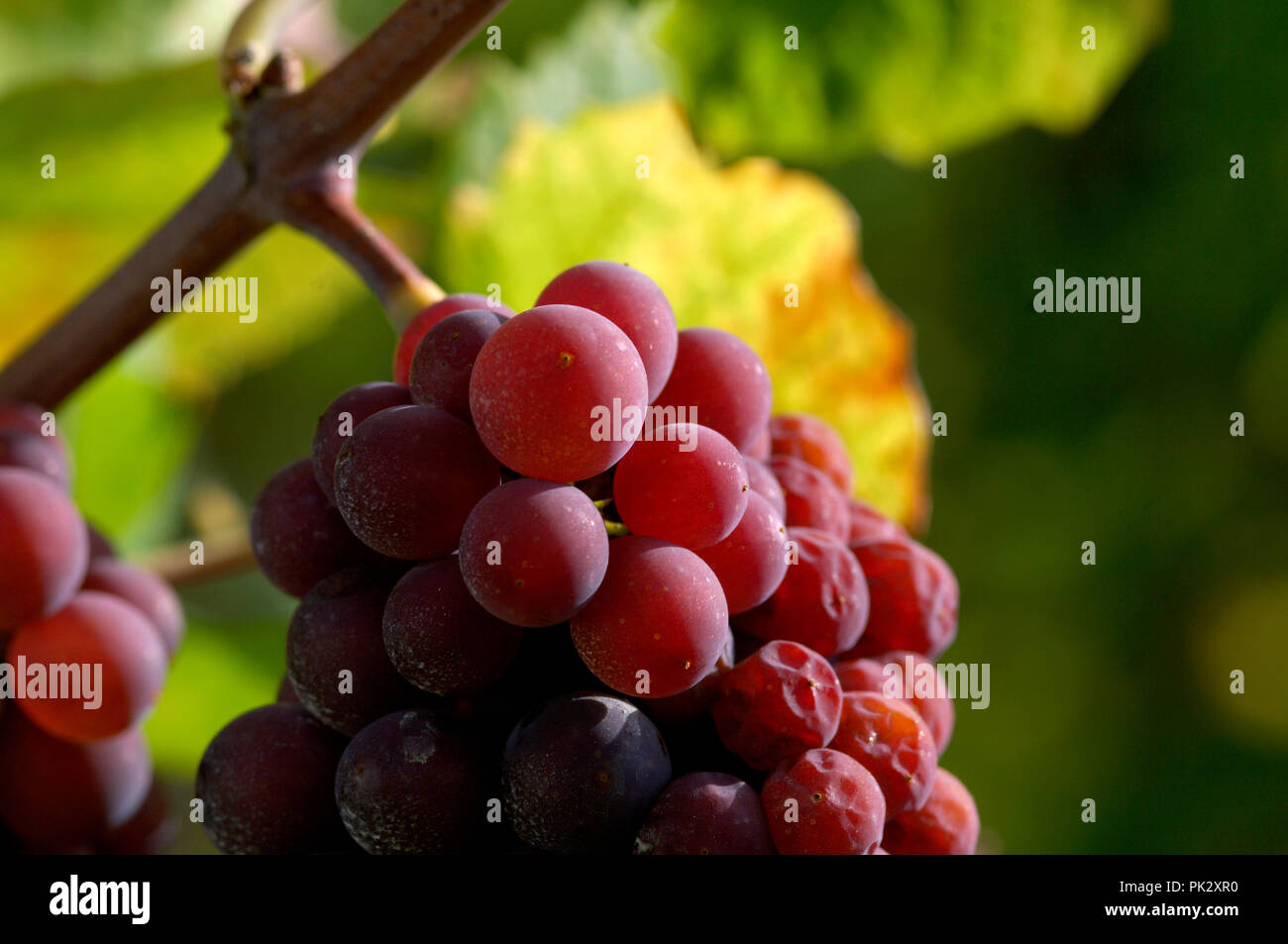 Red Grape (Vitis vinifera) - Alsace - France Raisin noir Stock Photo ...