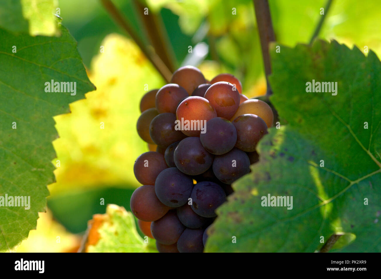 Red Grape (Vitis vinifera) - Alsace - France Raisin noir Stock Photo ...