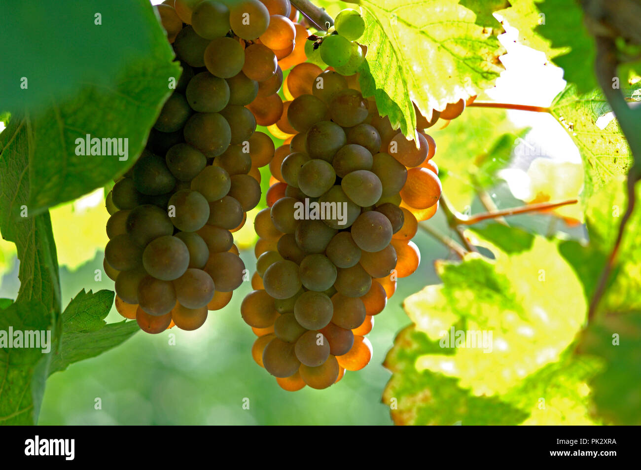 Red Grape (Vitis vinifera) - Alsace - France Raisin noir Stock Photo ...