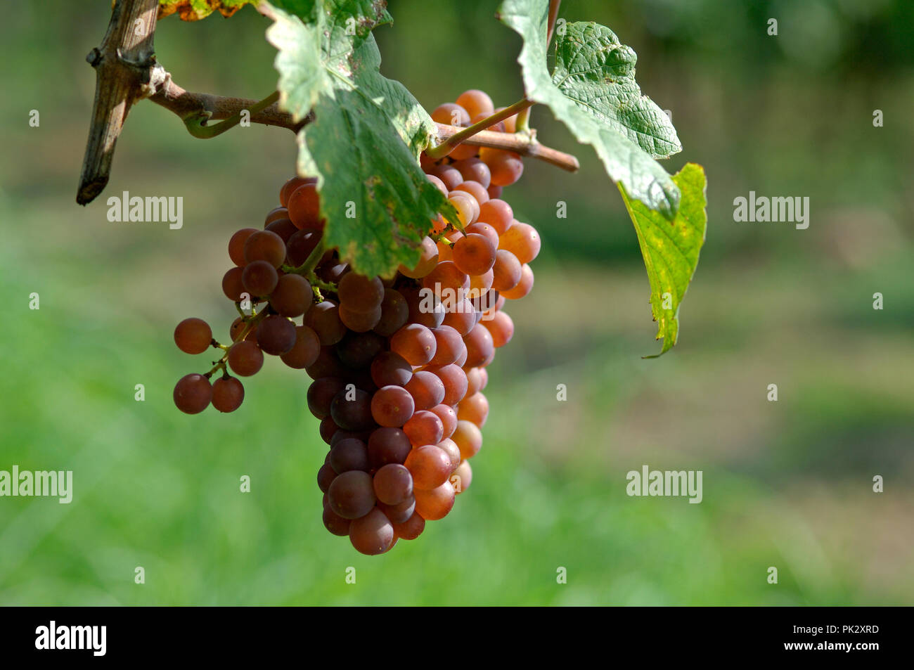 Red Grape (Vitis vinifera) - Alsace - France Raisin noir Stock Photo ...