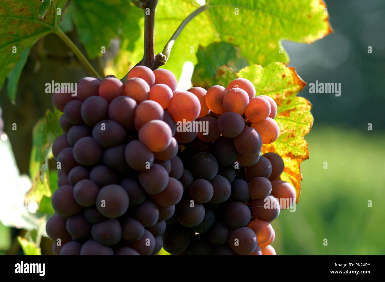 Red Grape (Vitis vinifera) - Alsace - France Raisin noir Stock Photo ...