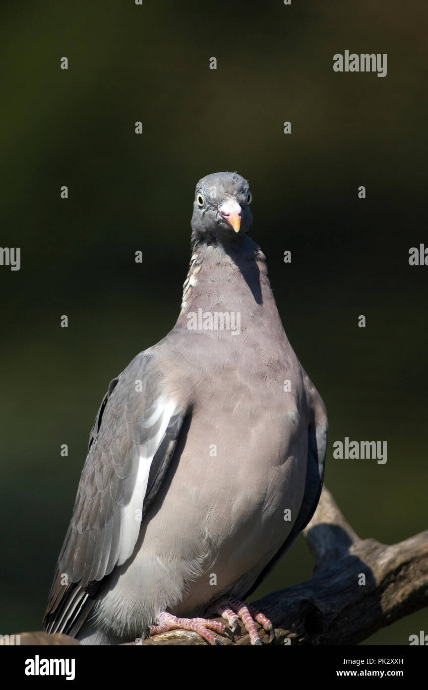 Wood Pigeon (Columba palumbus) - Flight Pigeon ramier - Palombe Stock ...