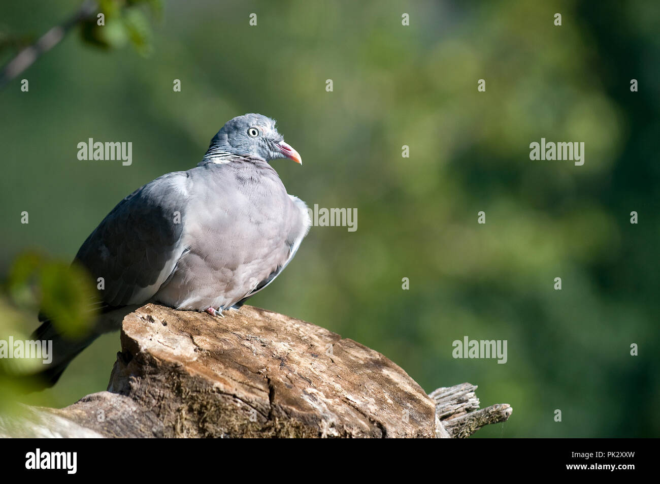 Wood Pigeon (Columba palumbus) - Flight Pigeon ramier - Palombe Stock ...