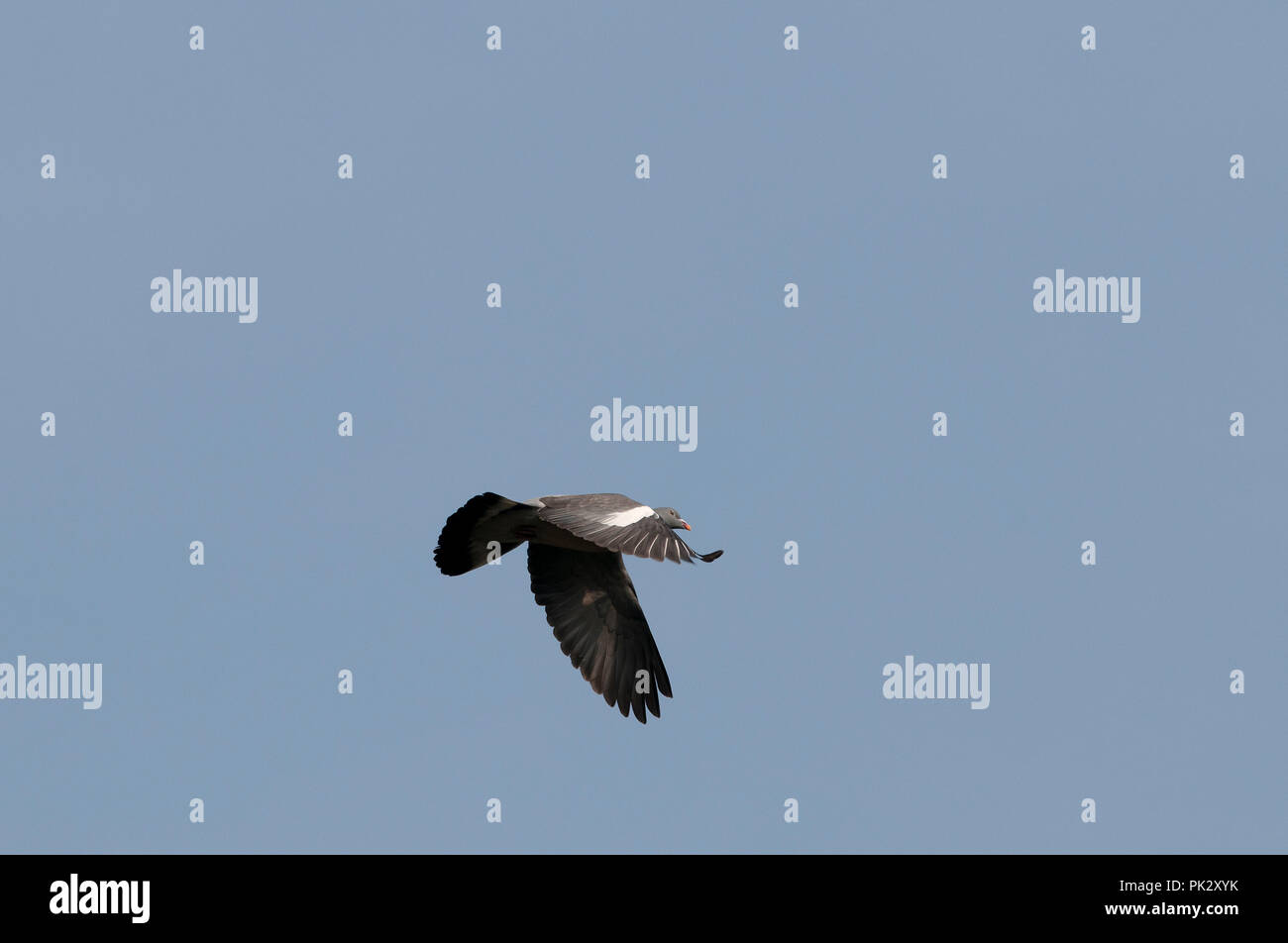 Wood Pigeon (Columba palumbus) - Flight Pigeon ramier - Palombe Stock ...