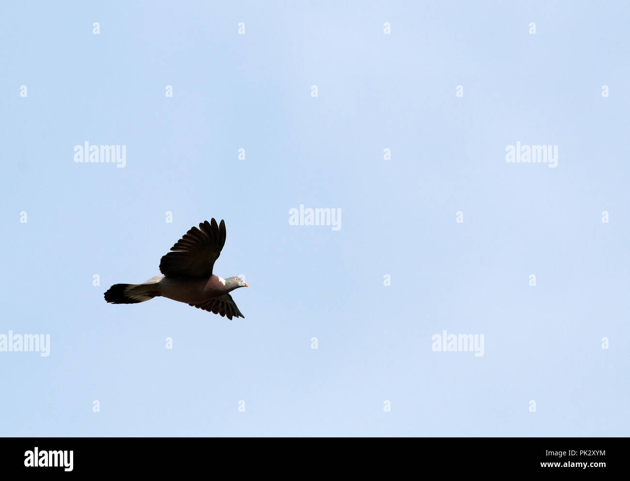 Wood Pigeon (Columba palumbus) - Flight Pigeon ramier - Palombe Stock ...