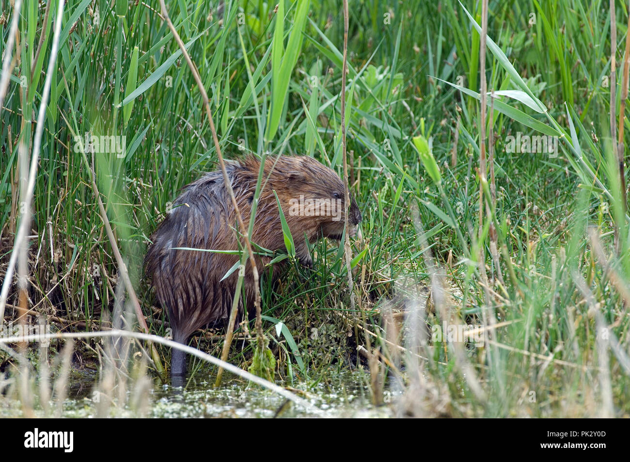 Muskrat (Ondrata zibethicus) Rat musqué Stock Photo - Alamy