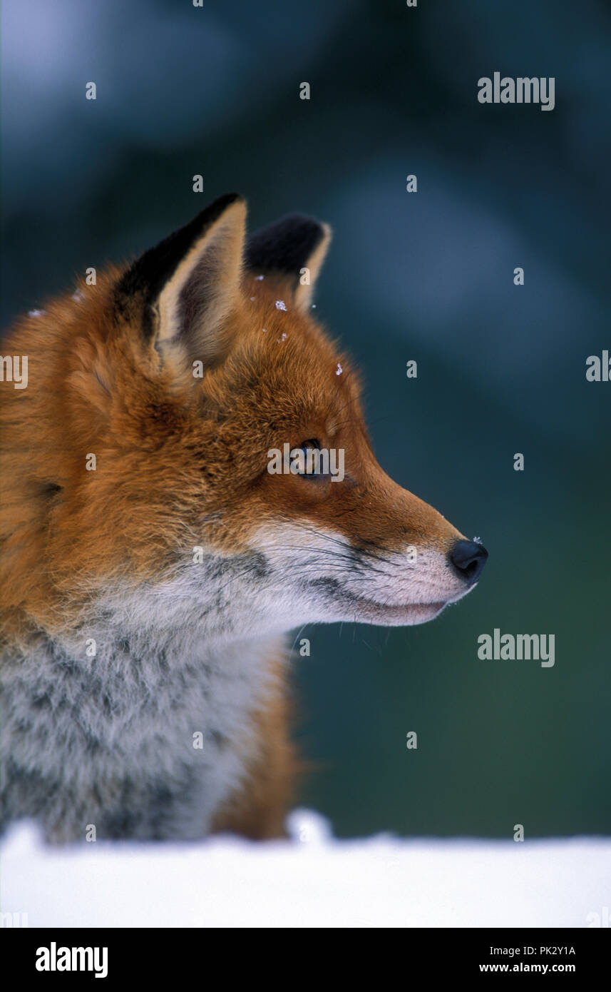 Red Fox (Vulpes vulpes) Portrait // Renard roux Stock Photo - Alamy