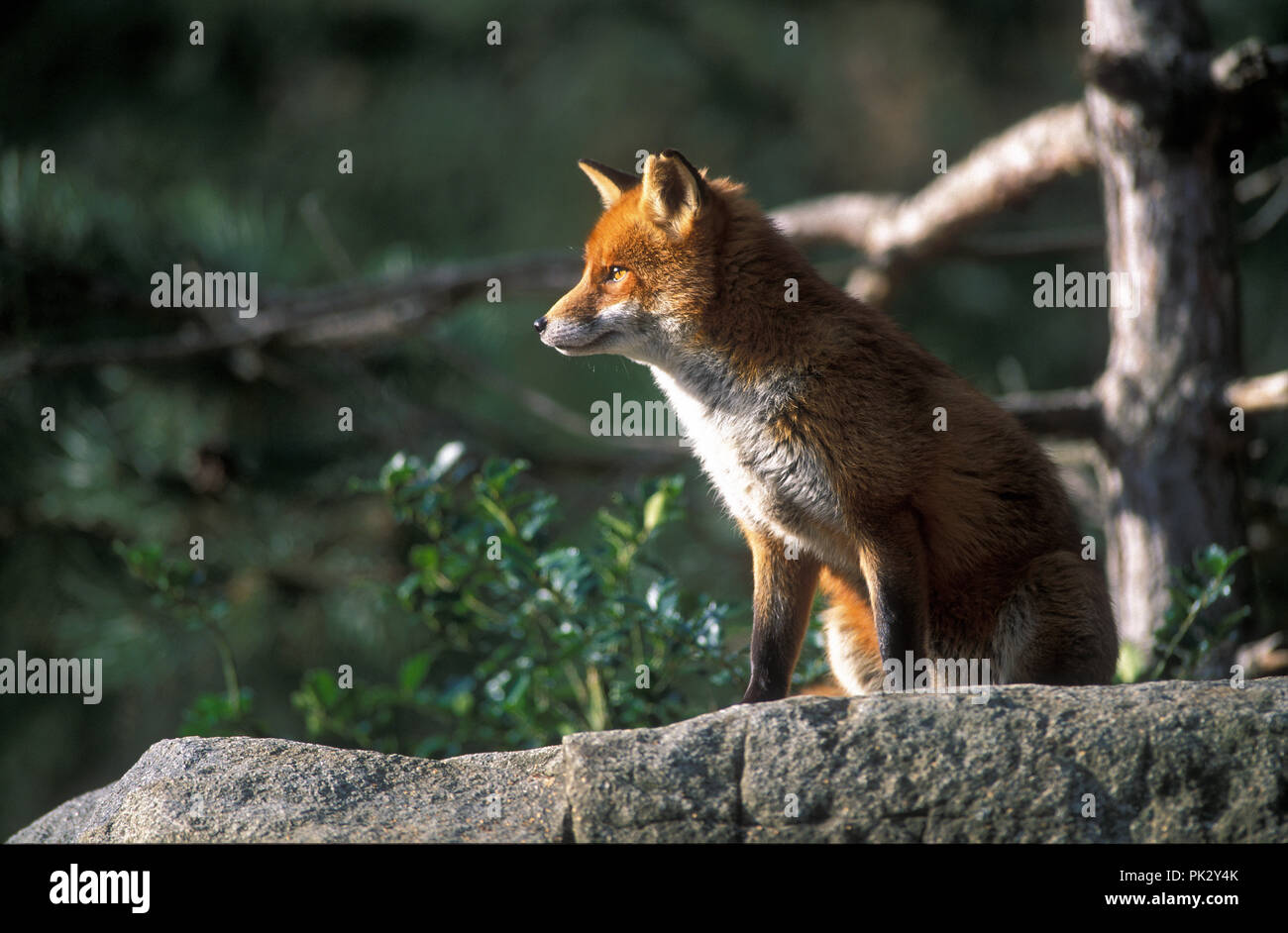Red Fox (Vulpes vulpes) Renard roux Stock Photo - Alamy
