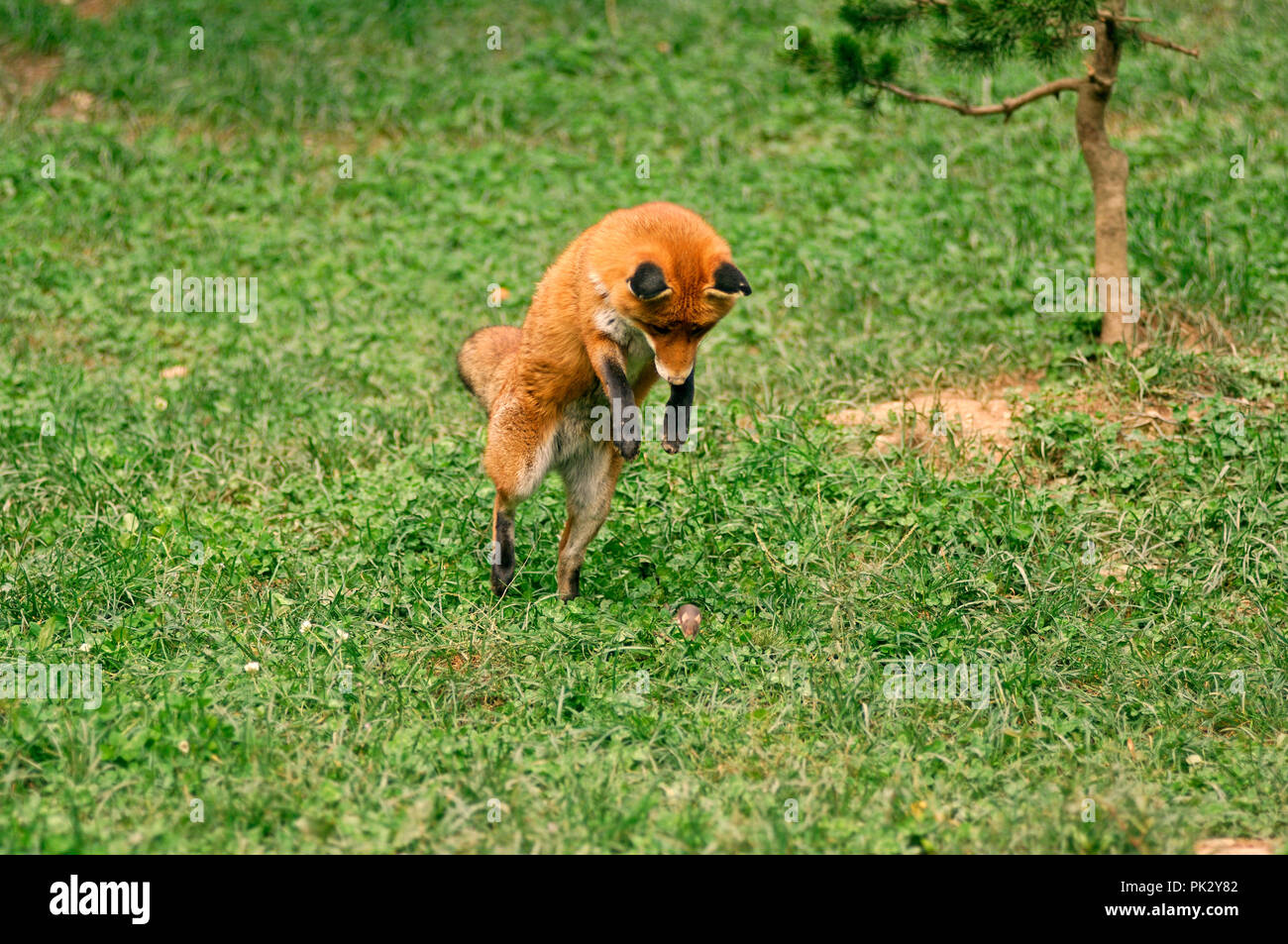 Red Fox - Pouncing on mouse (Vulpes vulpes) // Renard roux - Mulotant ...