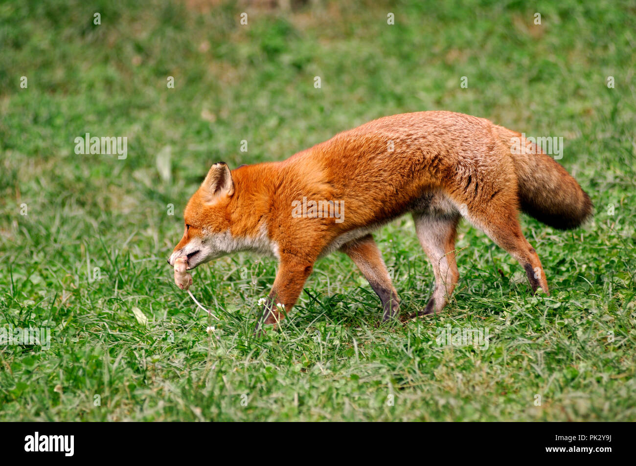 Red Fox - With prey - Mouse (Vulpes vulpes) Renard roux - Avec proie ...