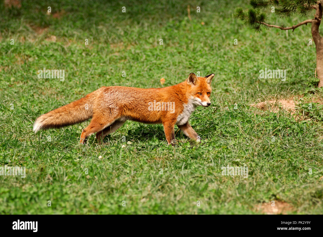 Red Fox (Vulpes vulpes) Renard roux Stock Photo - Alamy