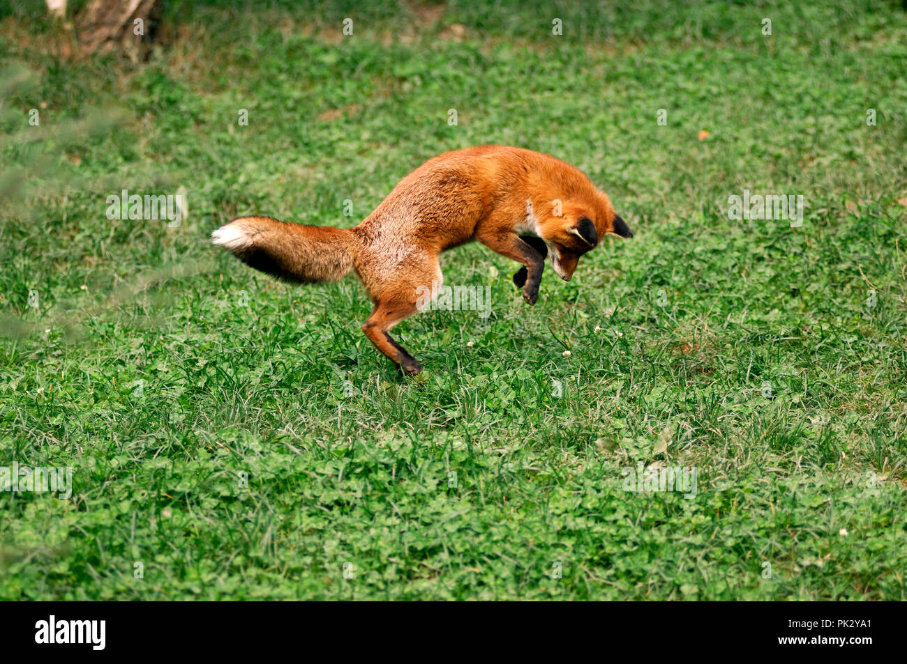 Red Fox - Pouncing on mouse (Vulpes vulpes) // Renard roux - Mulotant ...