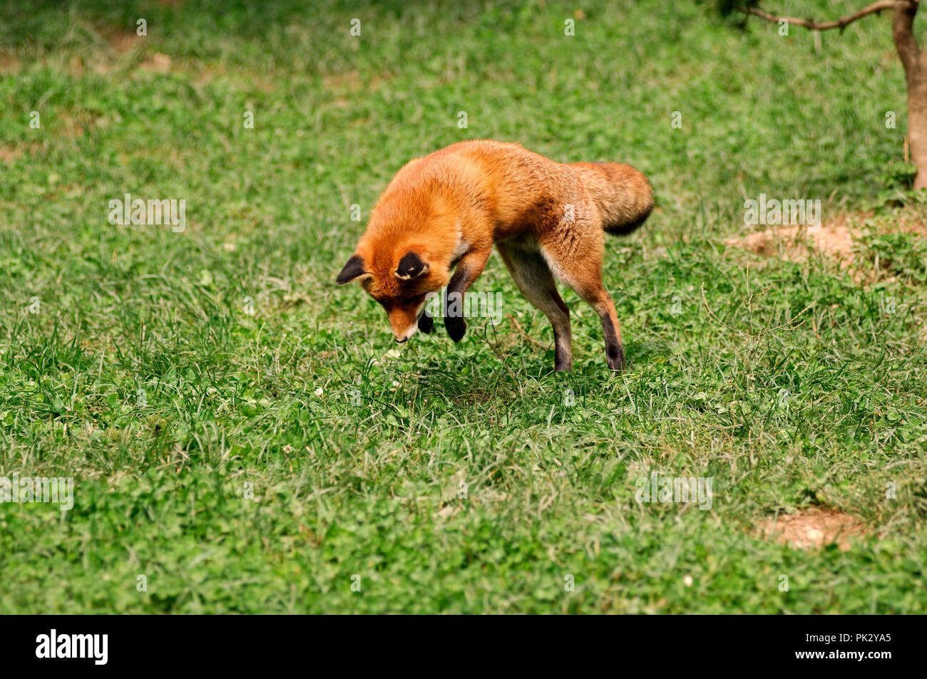 Red Fox - Pouncing on mouse (Vulpes vulpes) // Renard roux - Mulotant ...