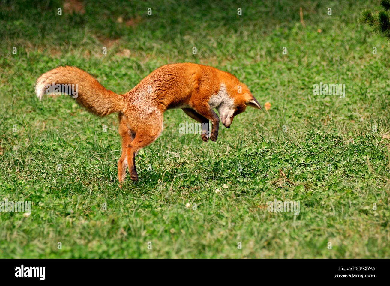 Red Fox - Pouncing on mouse (Vulpes vulpes) // Renard roux - Mulotant ...