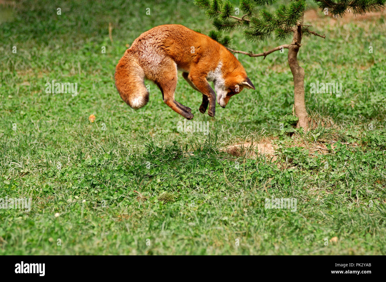 Renard roux mulotant hi-res stock photography and images - Alamy