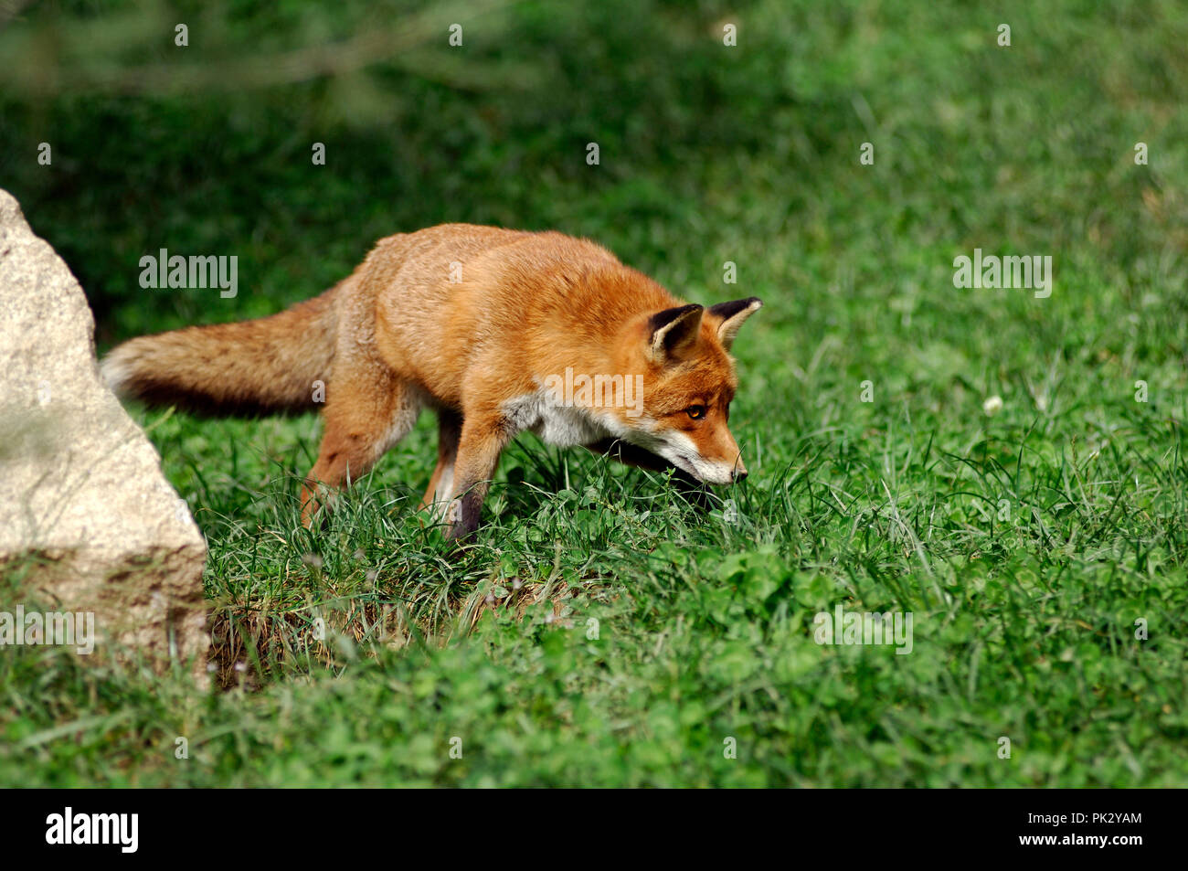 Red Fox (Vulpes vulpes) Renard roux Stock Photo - Alamy