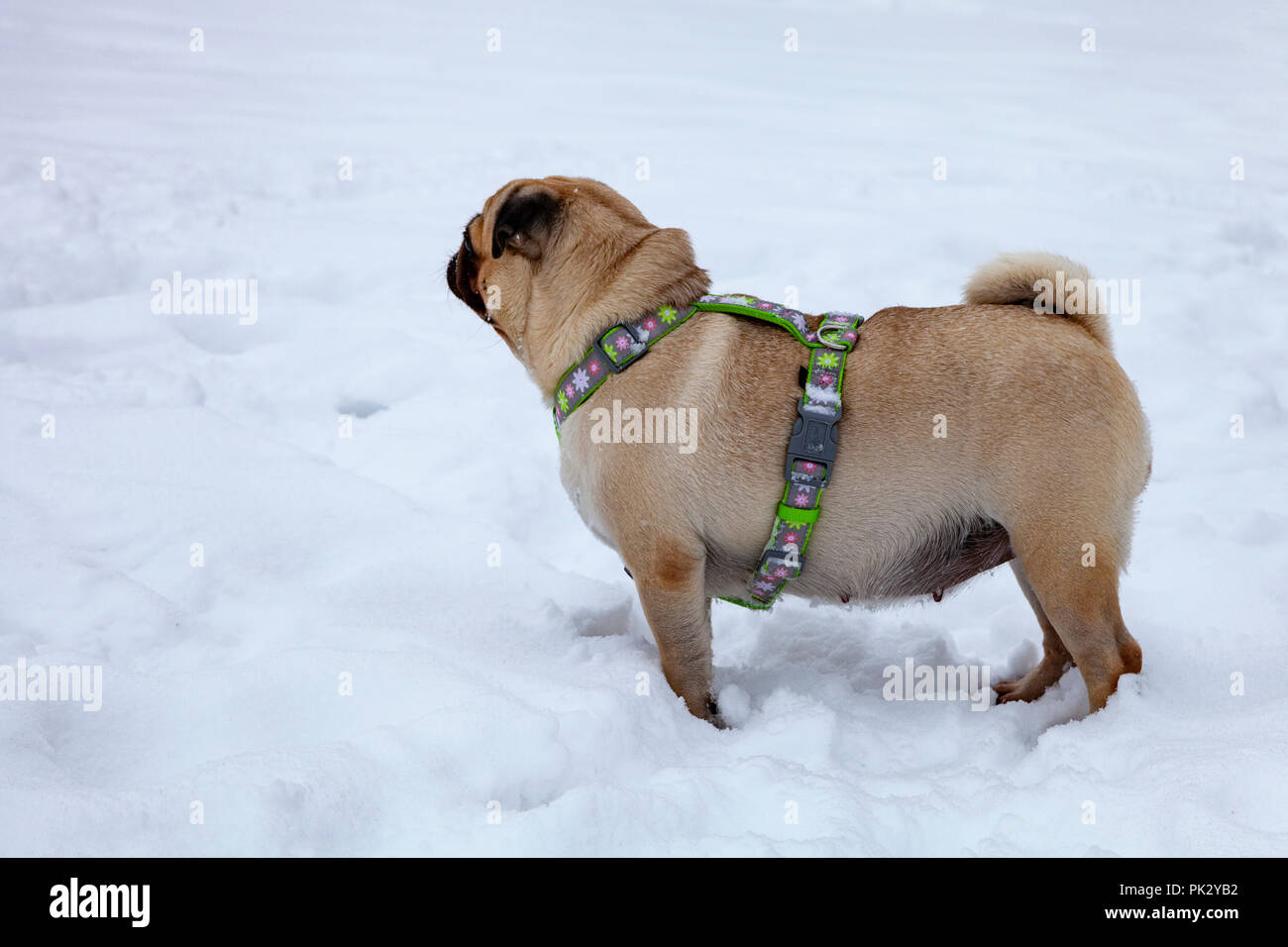 Dog walks in the winter. Pug stands on white snow Stock Photo - Alamy