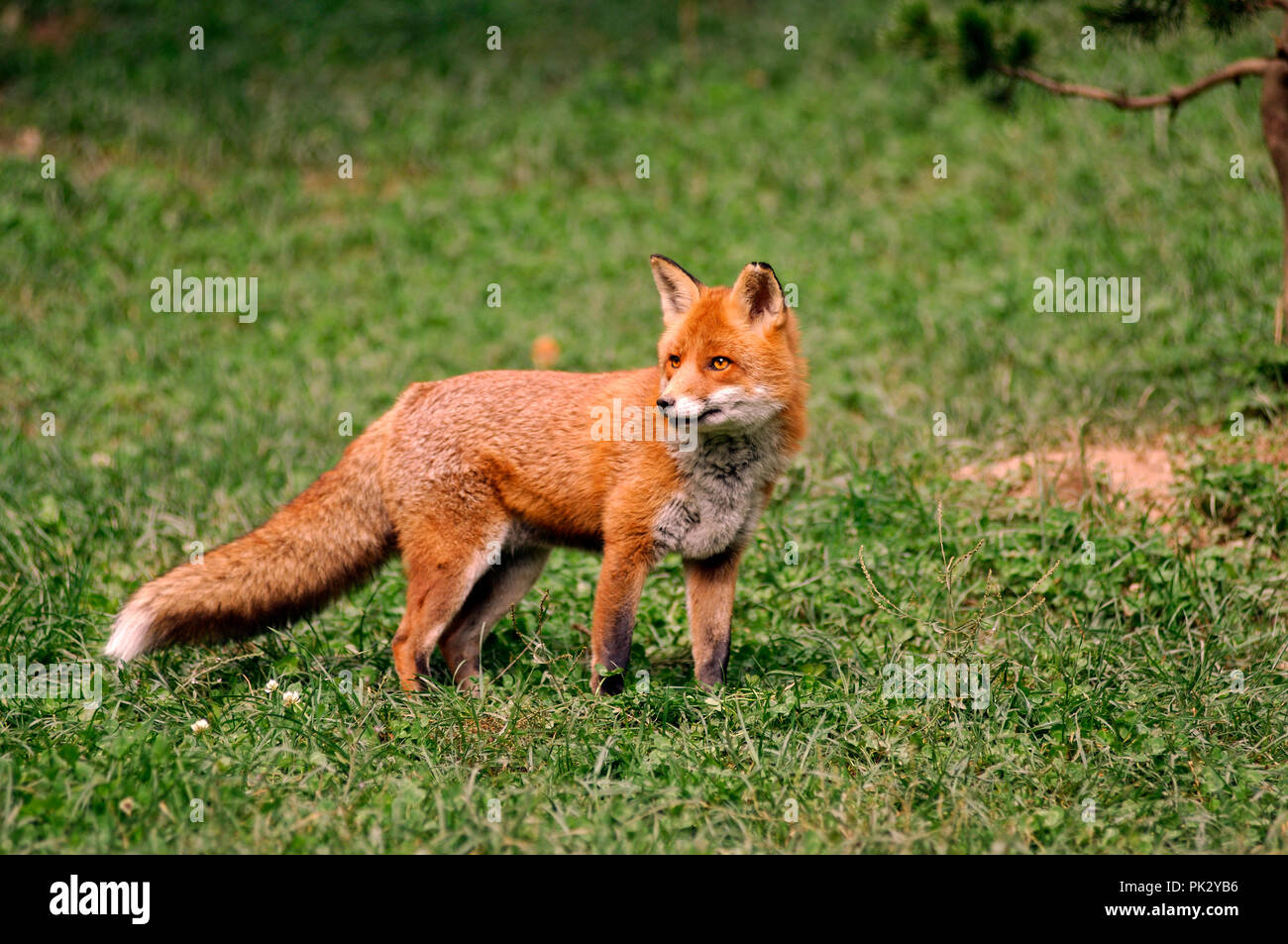 Red Fox (Vulpes vulpes) Renard roux Stock Photo - Alamy