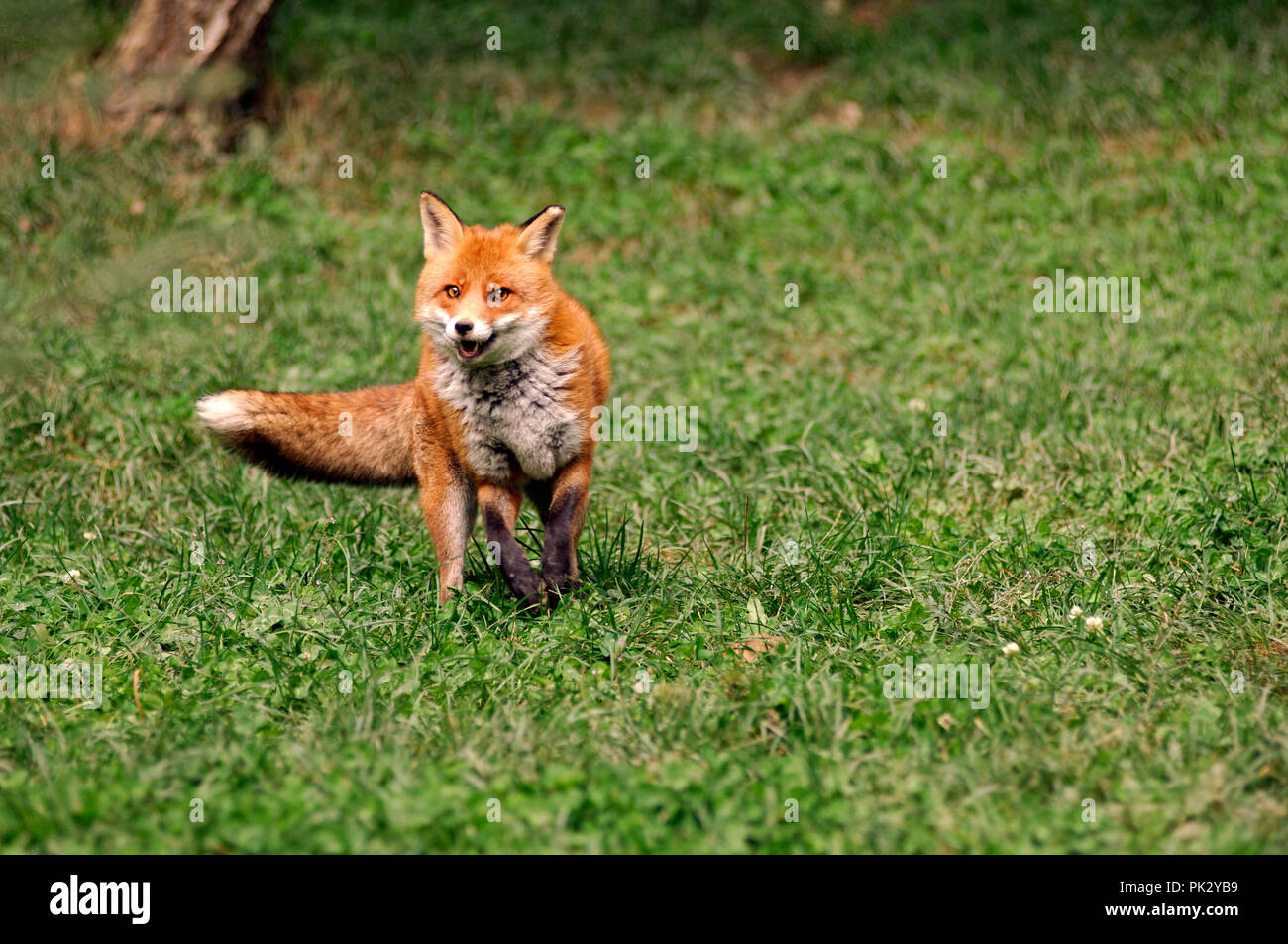 Red Fox (Vulpes vulpes) Renard roux Stock Photo - Alamy